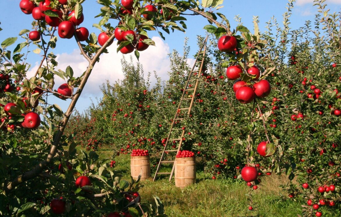¿La manzana de Apple? Historia resumida - PureTecno
